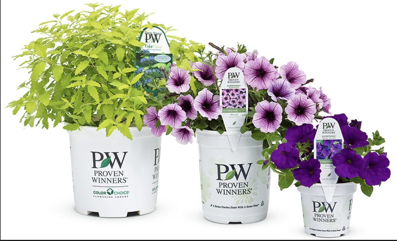 "How does 'Quibble, bibble, curd and tribble' sound?" asked Shakespeare ...