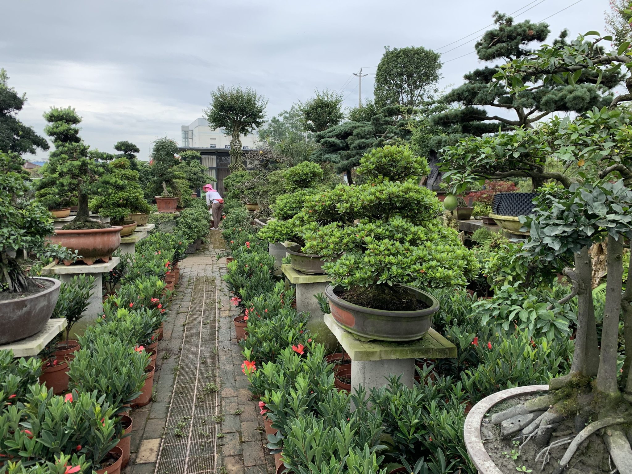 Gardening Blog | James Alexander-Sinclair Garden Designer