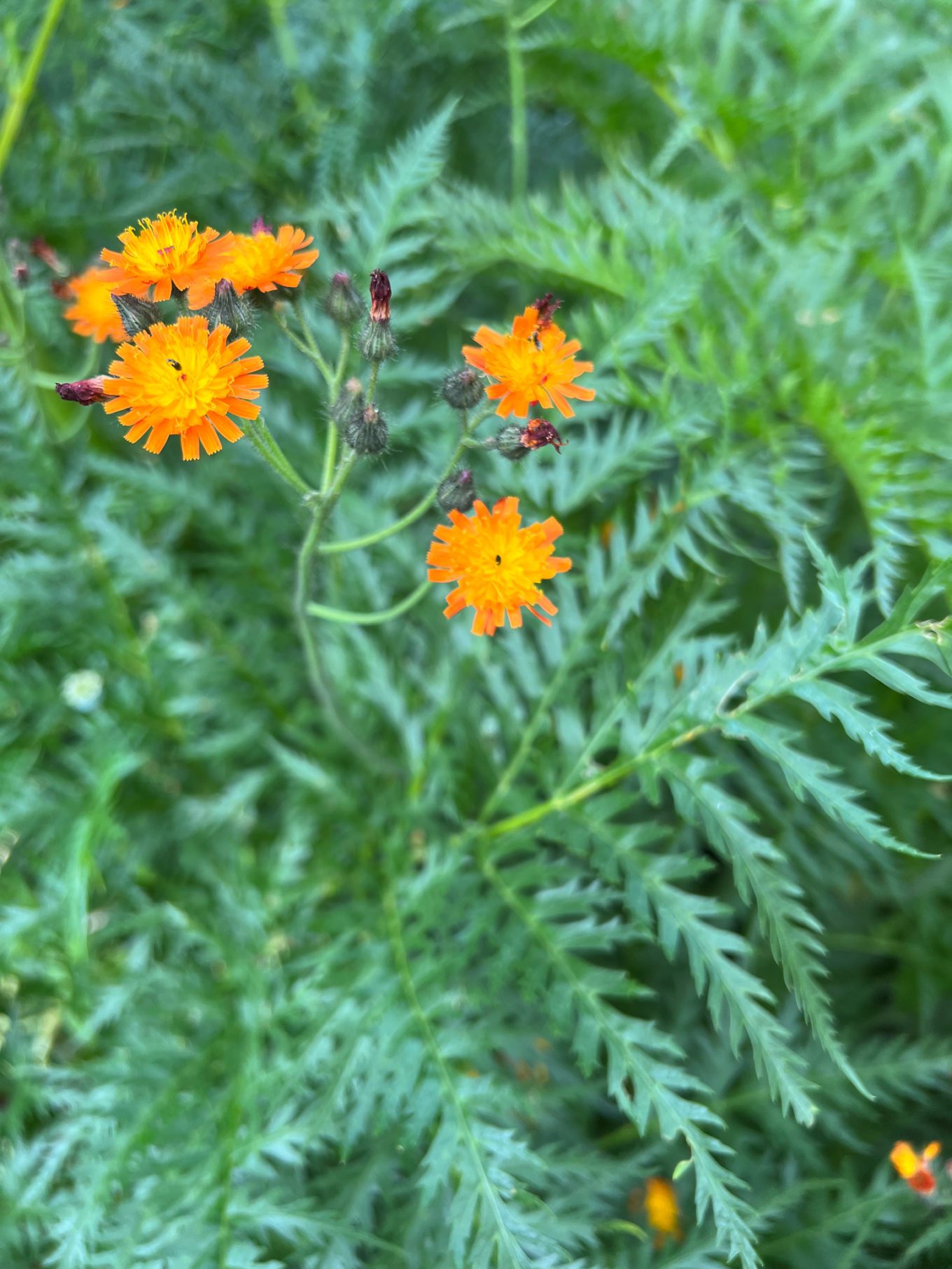 Contact | James Alexander-Sinclair