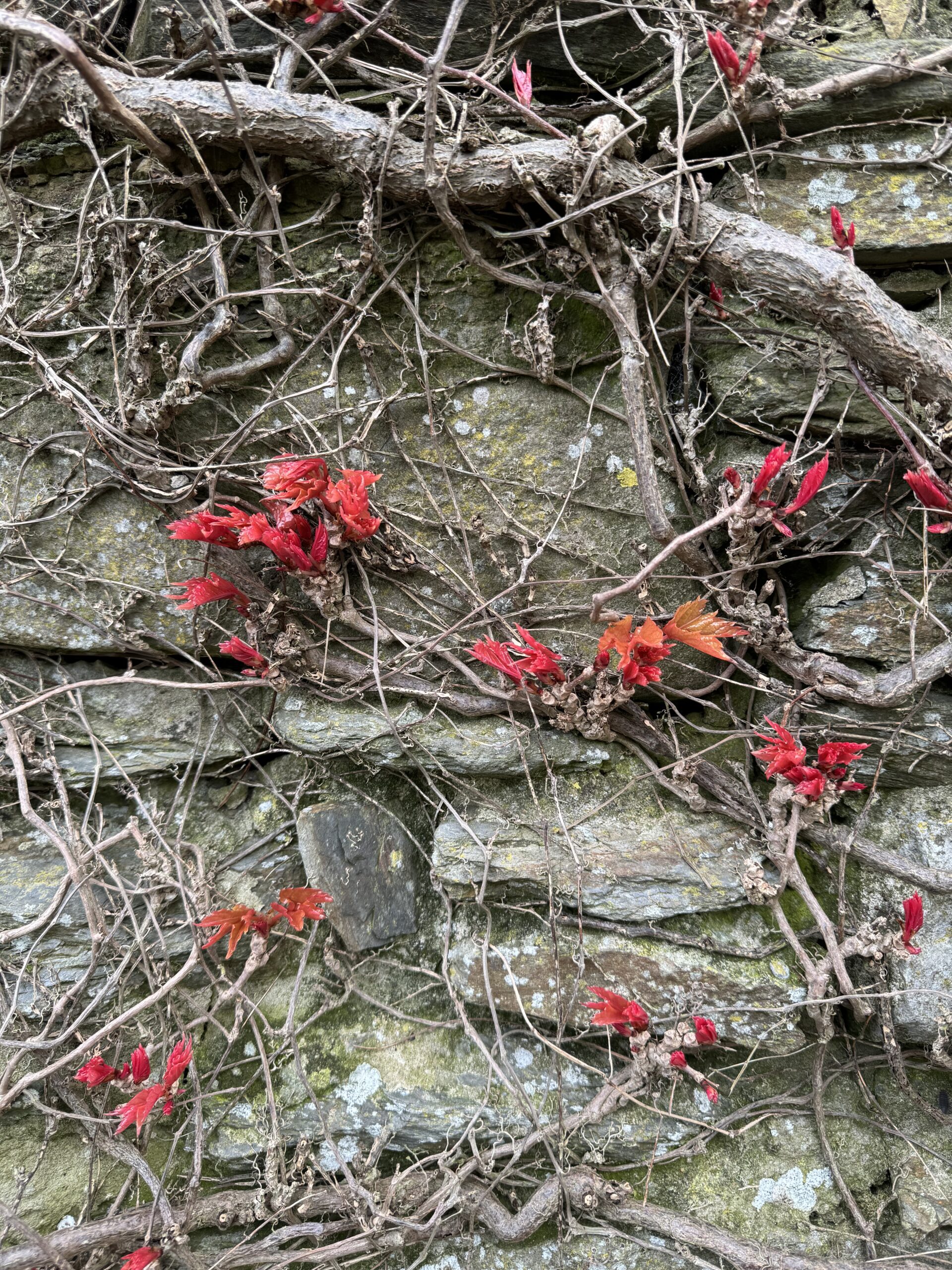 Gardening Blog | James Alexander-Sinclair Garden Designer