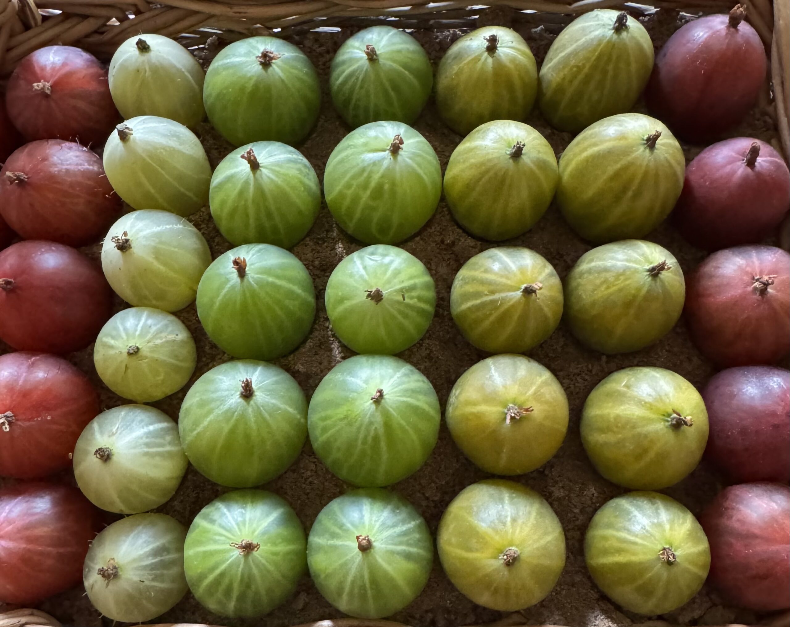 The varnished greengages proved a great triumph | James Alexander-Sinclair
